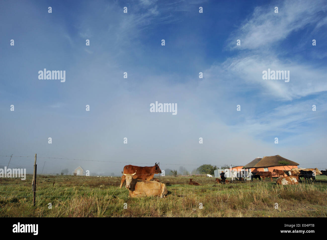 Farm cows africa house hi-res stock photography and images - Alamy