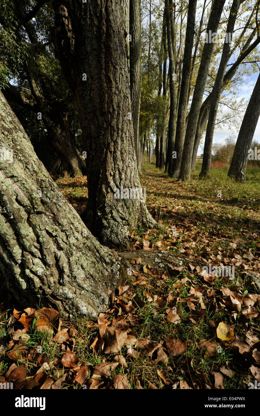 Creative atmospheric autumn scene of a woodland, brown leaves, textured ...