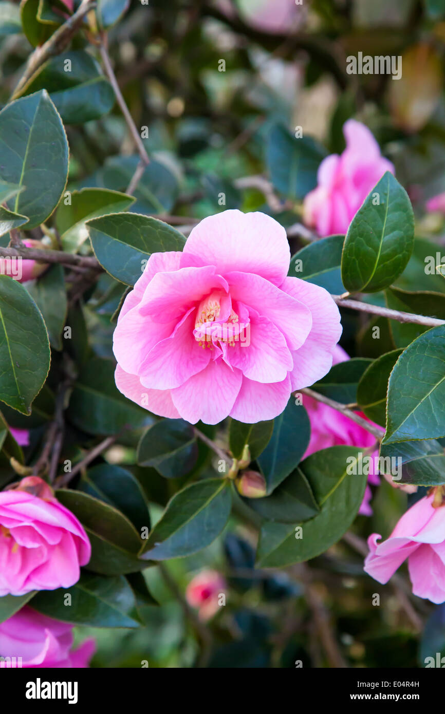 A pink flower of a Camellia japonica plant Stock Photo - Alamy