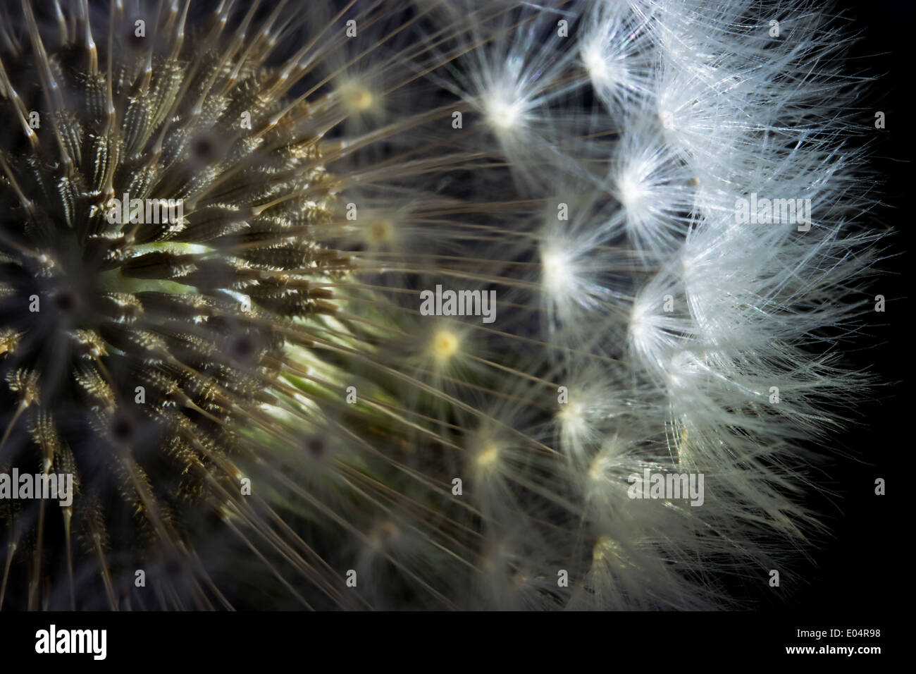 Dandelion seed hi-res stock photography and images - Alamy