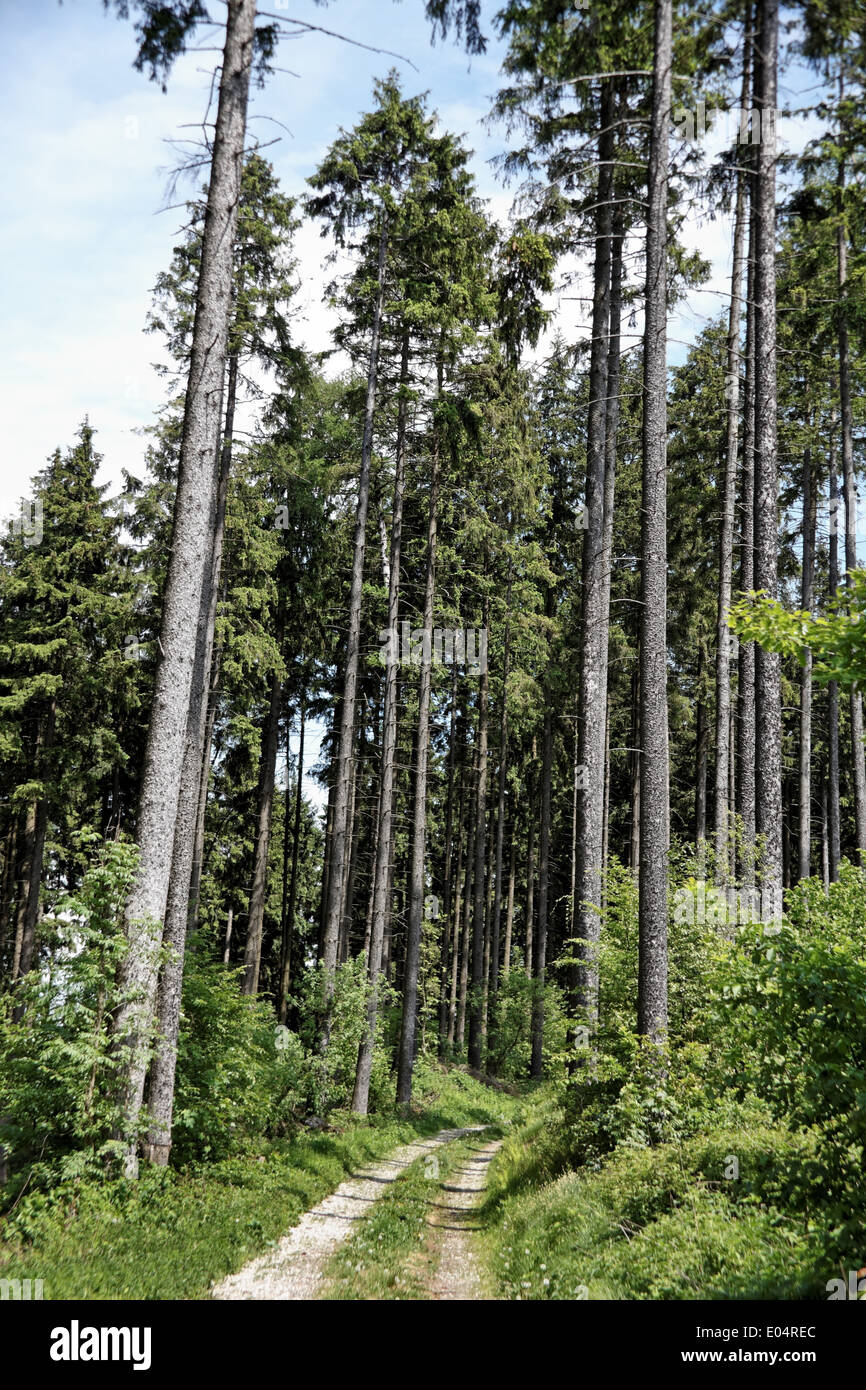Forest way, Waldweg Stock Photo - Alamy