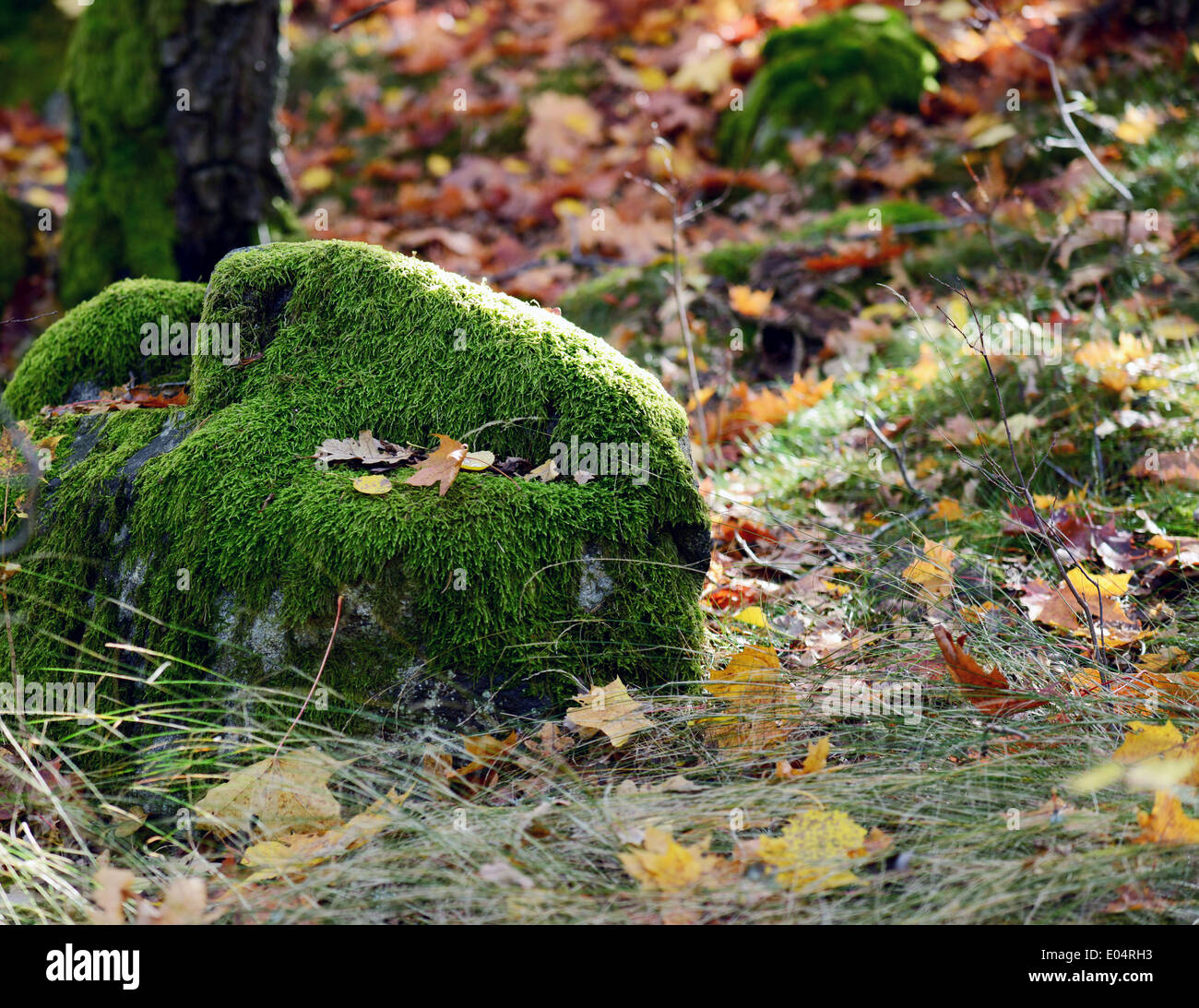 Moss in forest Stock Photo - Alamy