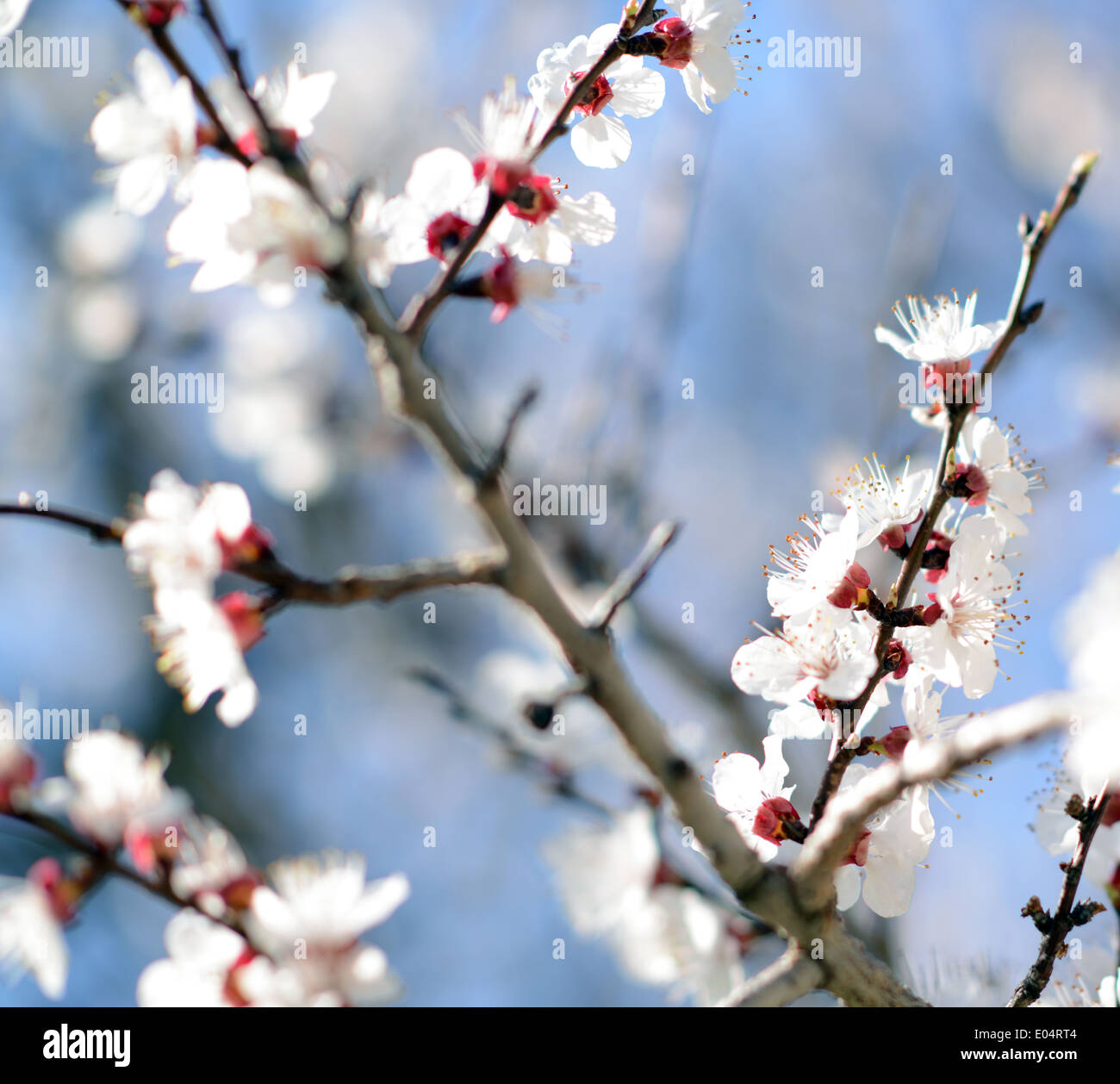 Tranquil scene blossom plum tree hi-res stock photography and images ...
