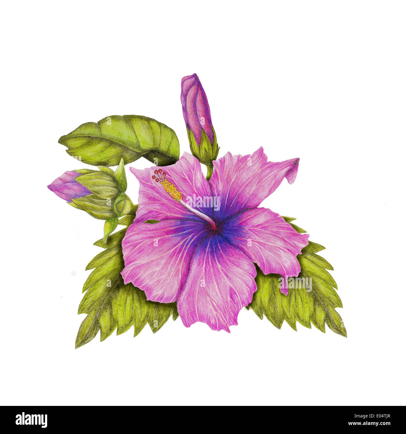 Hibiscus botanical illustration hi-res stock photography and images - Alamy