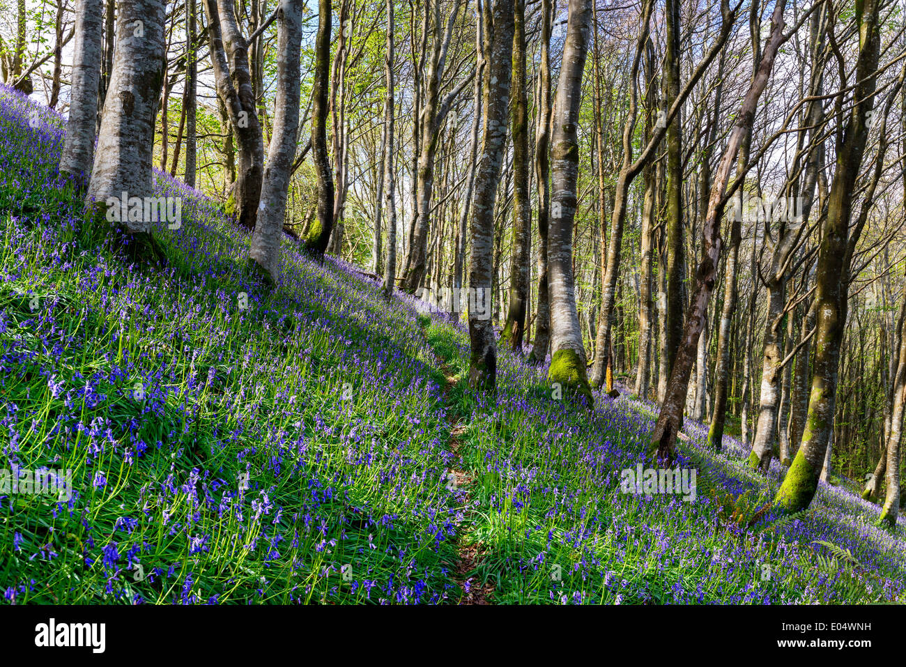 Native bluebells hi-res stock photography and images - Alamy