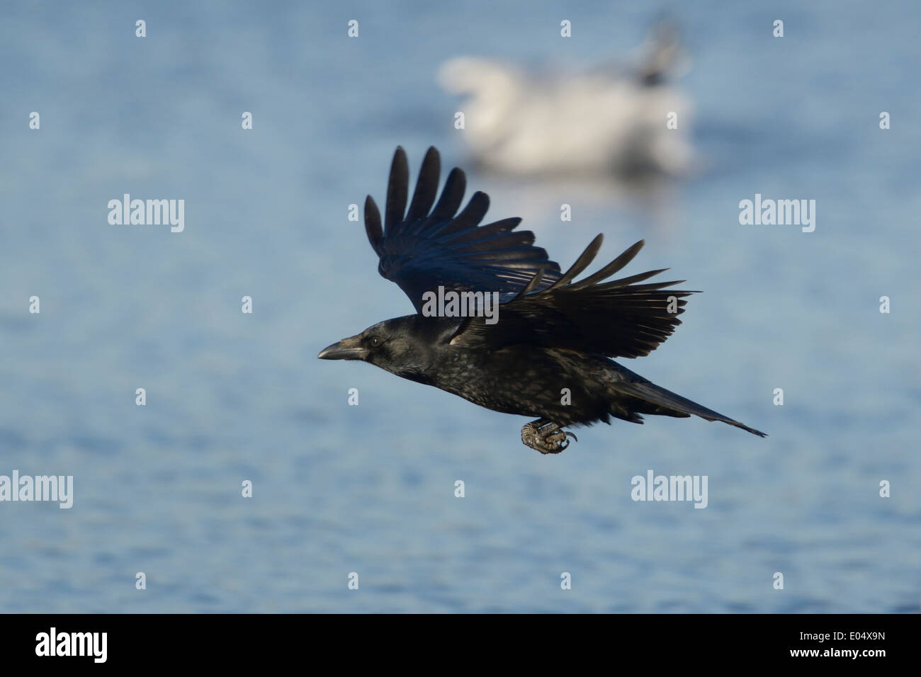 Carrion Crow Uk Flying High Resolution Stock Photography and Images - Alamy