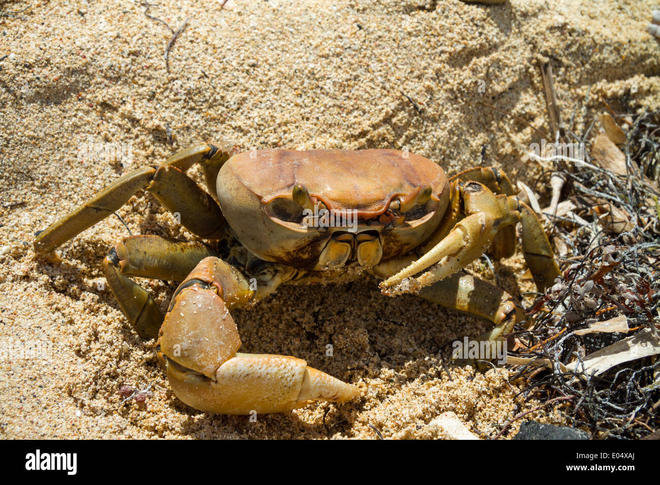 Caribbean land crab hi-res stock photography and images - Alamy