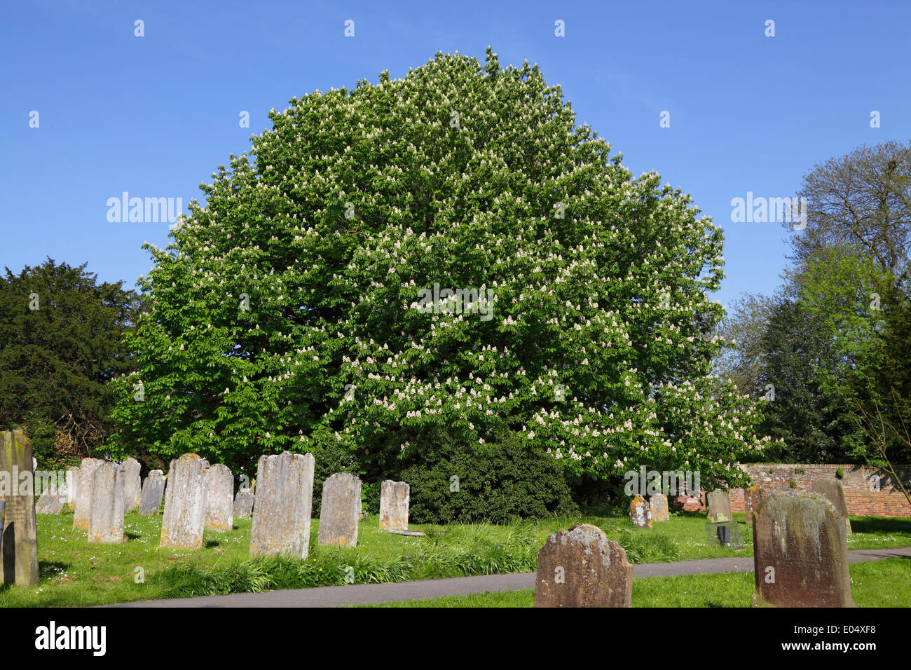 Magnificent horse chestnut tree in the churchyard of St Peter and St ...