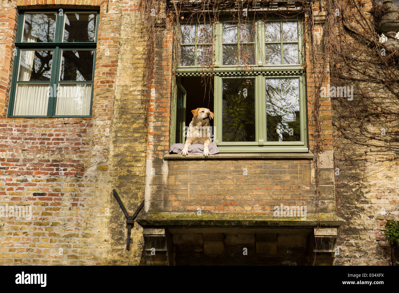 Fidel the golden labrador dog at his window in Bruges, Belgium Stock ...
