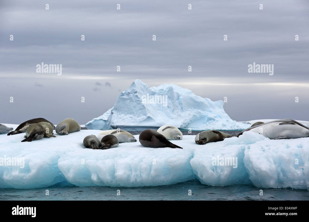Antarctica, Antarctic Peninsula, Pleneau Bay. Crabeater Seals, (Lobodon ...