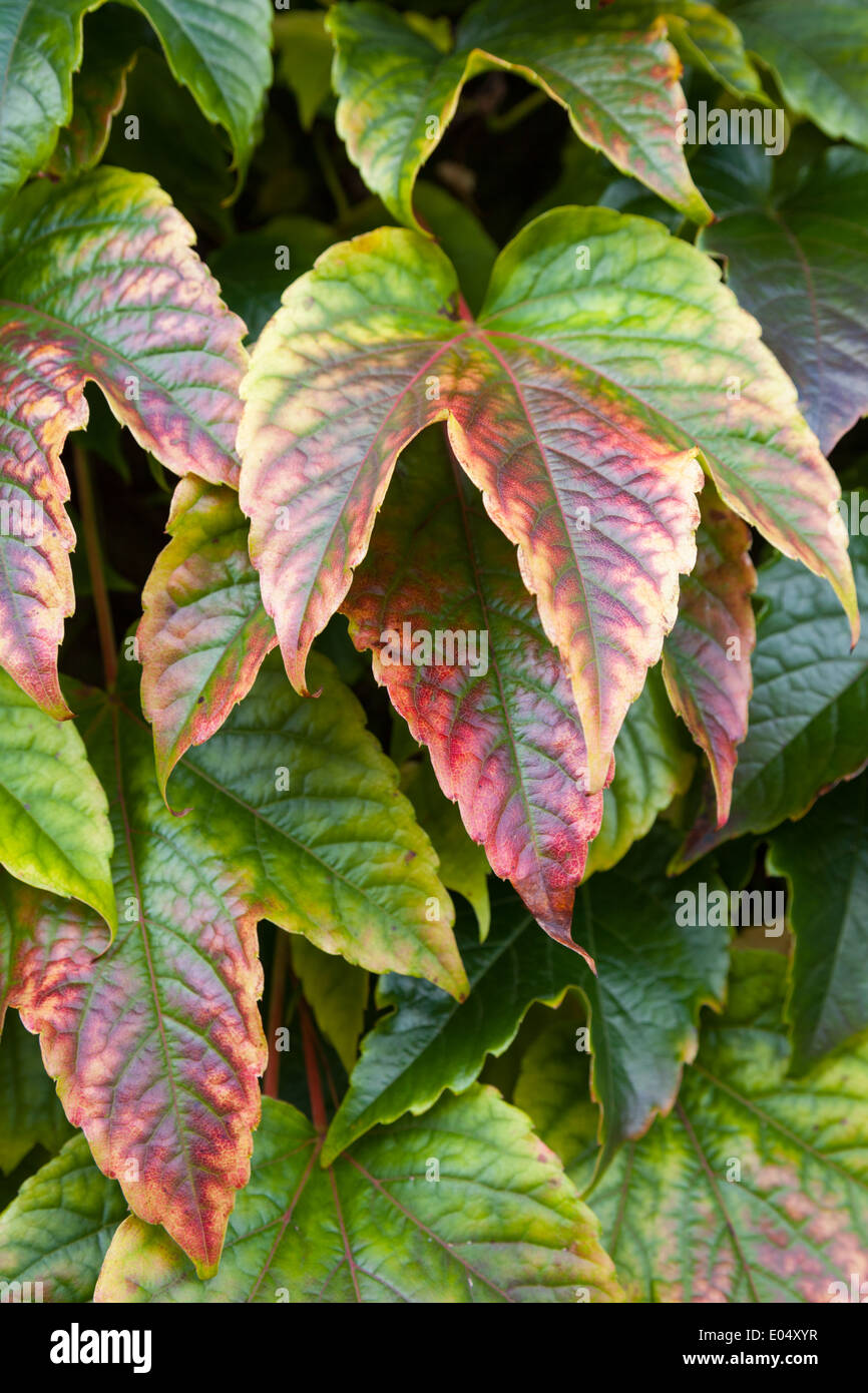 Ivy changing colour in autumn hi-res stock photography and images - Alamy