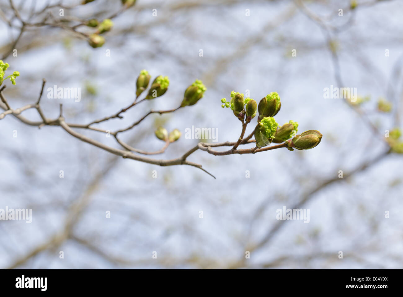 first maple tree buds, springtime nature photo Stock Photo - Alamy