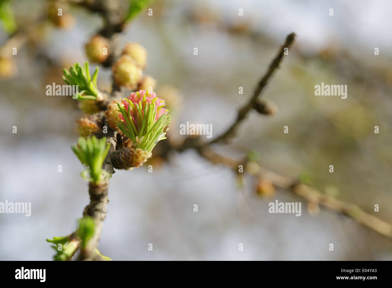 small buds on larch tree, springtime photo Stock Photo - Alamy