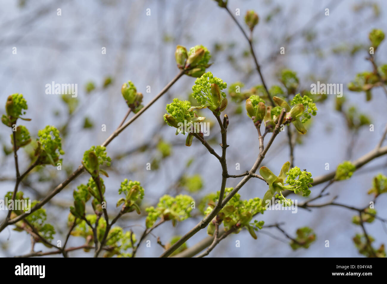 first maple tree buds, springtime nature photo Stock Photo - Alamy