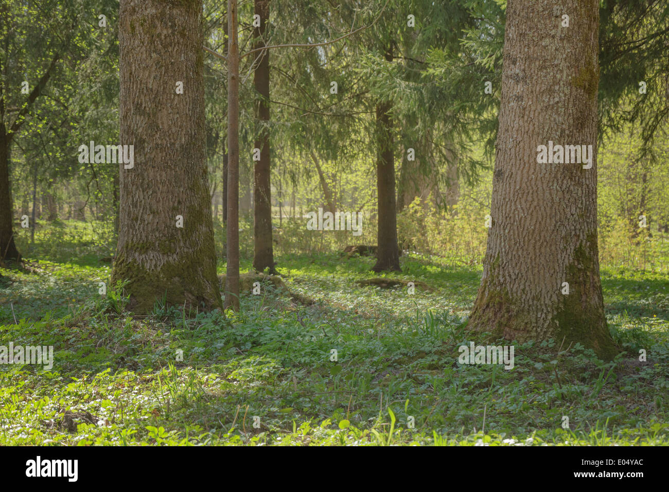 tree trunk in front of park background, looks like forest Stock Photo ...