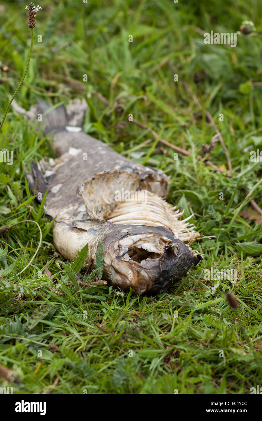 Decaying fish hi-res stock photography and images - Alamy