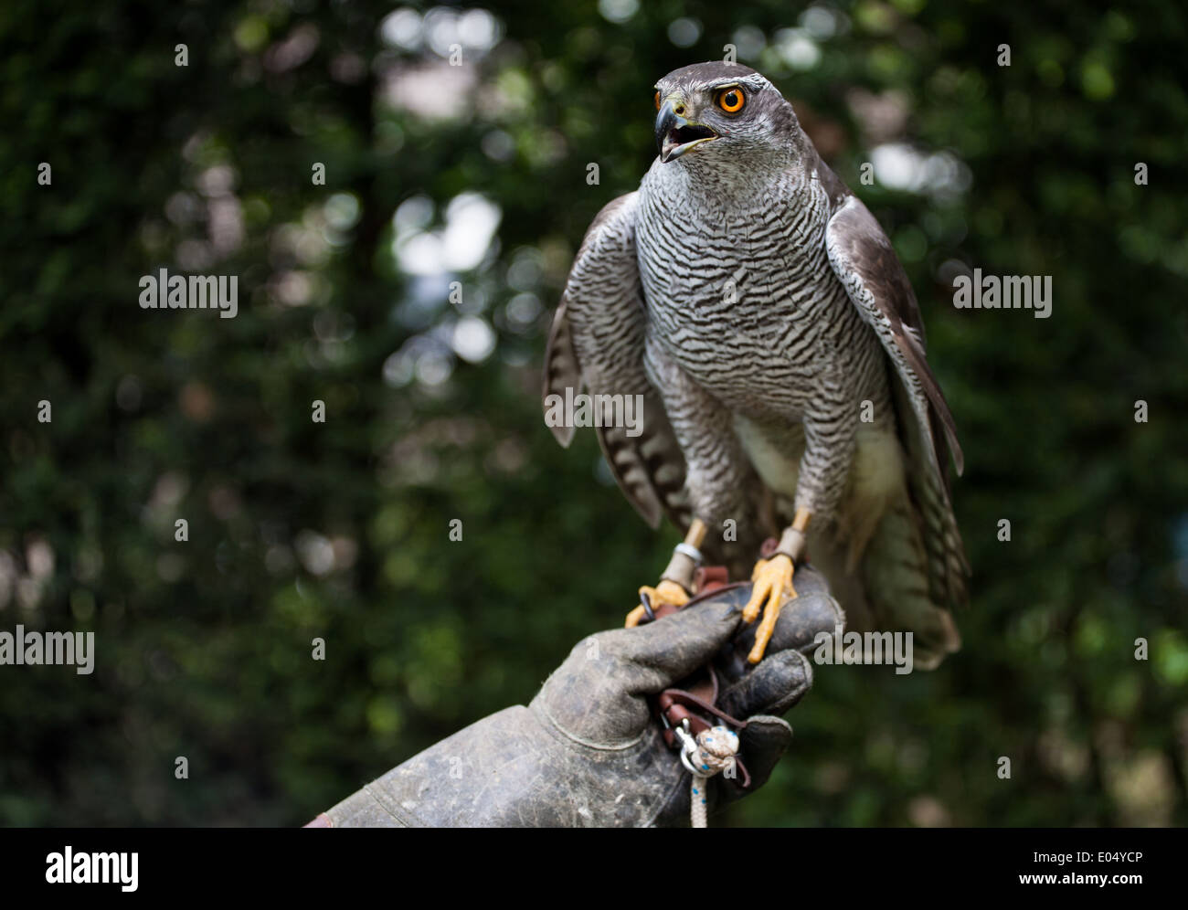 Falcon on gloved hand Stock Photo - Alamy