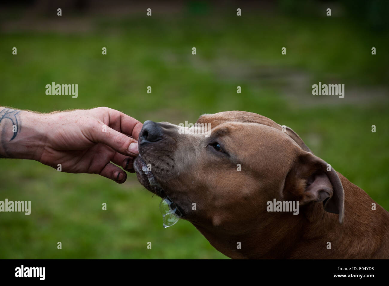 Dog Drooling Over Food