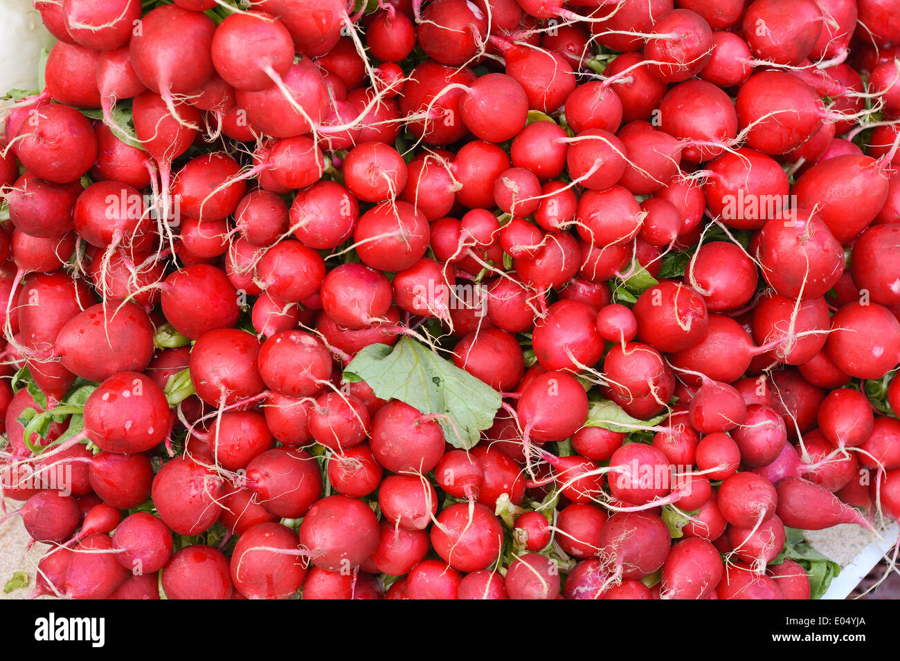 Radishes as a Healthy and Nutritious Vegetable Stock Photo - Alamy