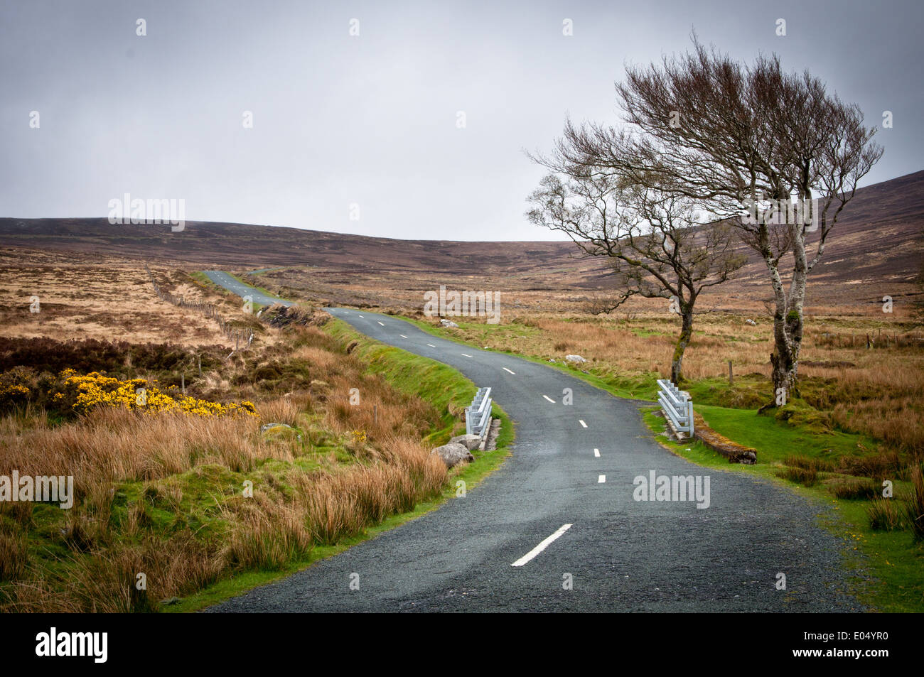 Empty road and trees hi-res stock photography and images - Alamy