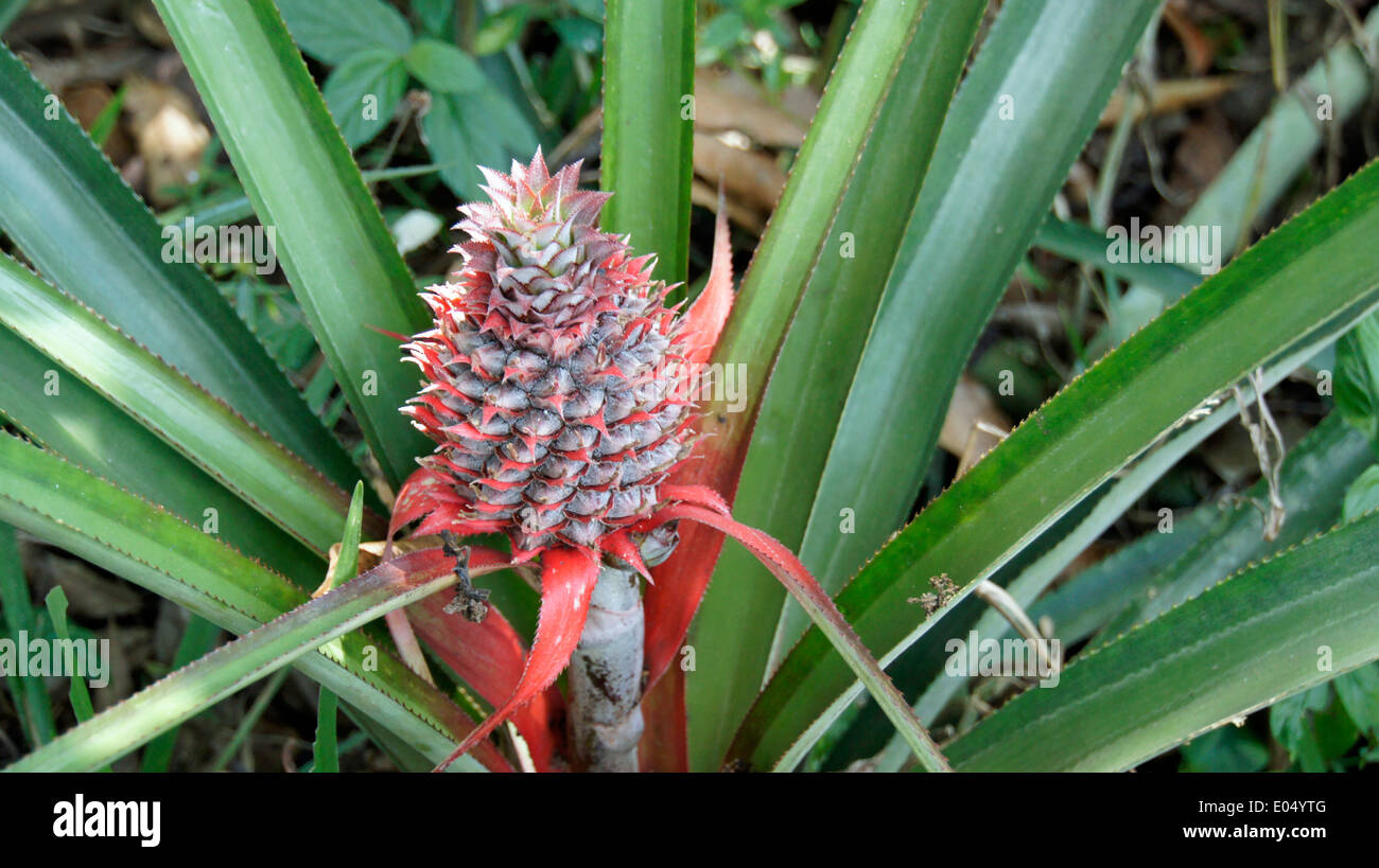 Pineapple plant hi-res stock photography and images - Alamy