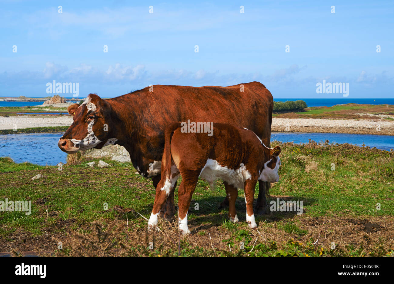 Scillies hi-res stock photography and images - Alamy