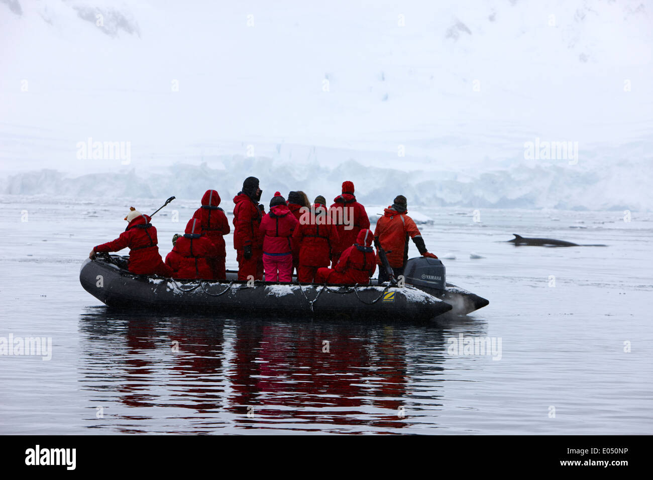 passengers on board a zodiac cruise on excursion in antarctica watching ...