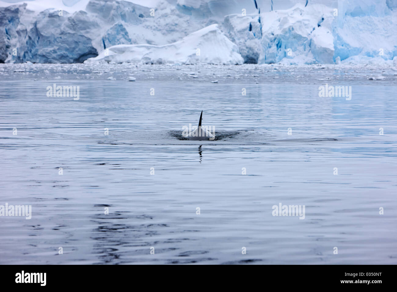 minke whale surfacing with dorsal fin in fournier bay antarctica Stock ...