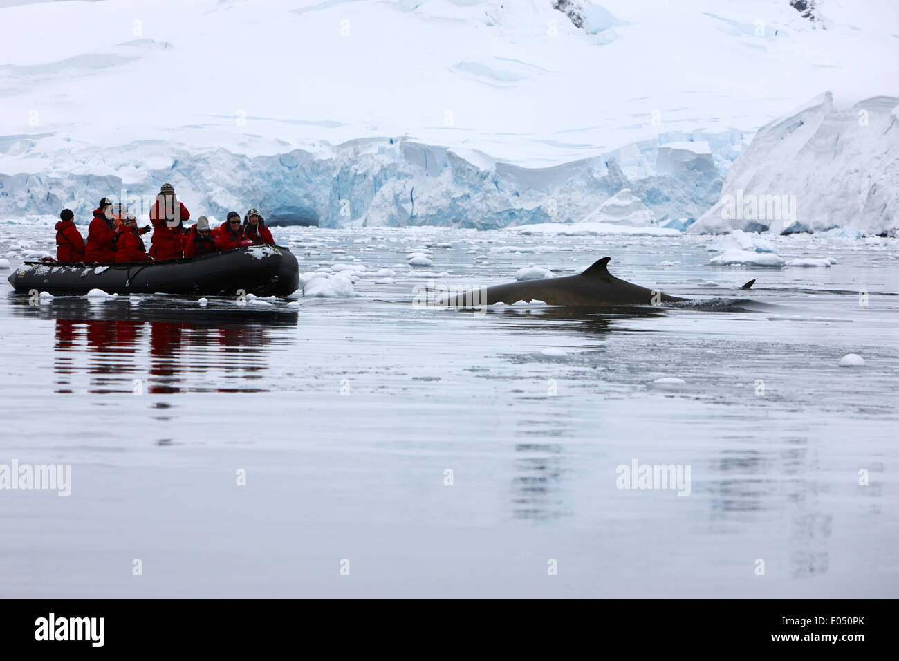 passengers on board a zodiac cruise on excursion in antarctica watching ...