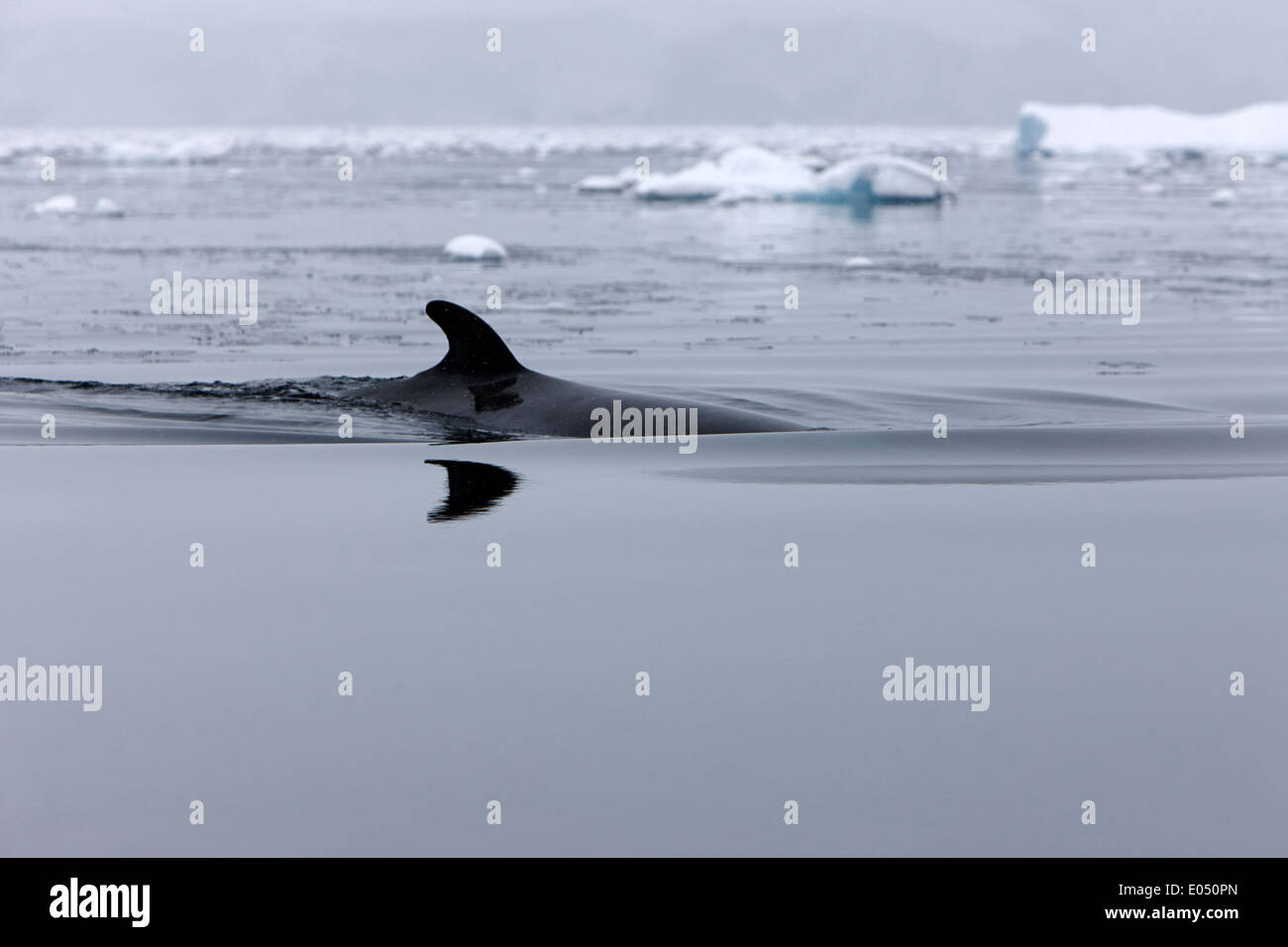 minke whale surfacing with dorsal fin in fournier bay antarctica Stock ...