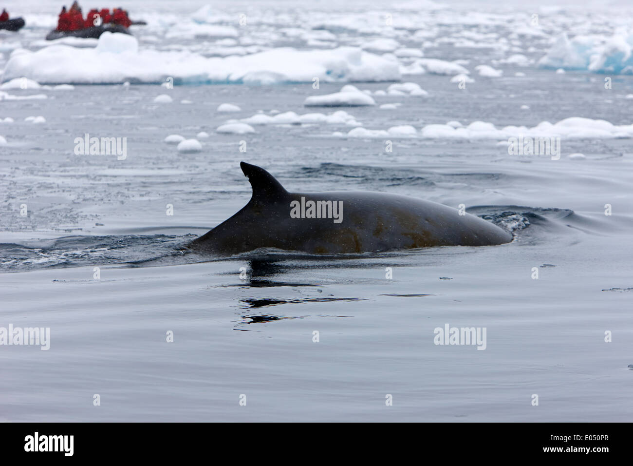 minke whale with marked notched dorsal fin and yellow diatom marking ...