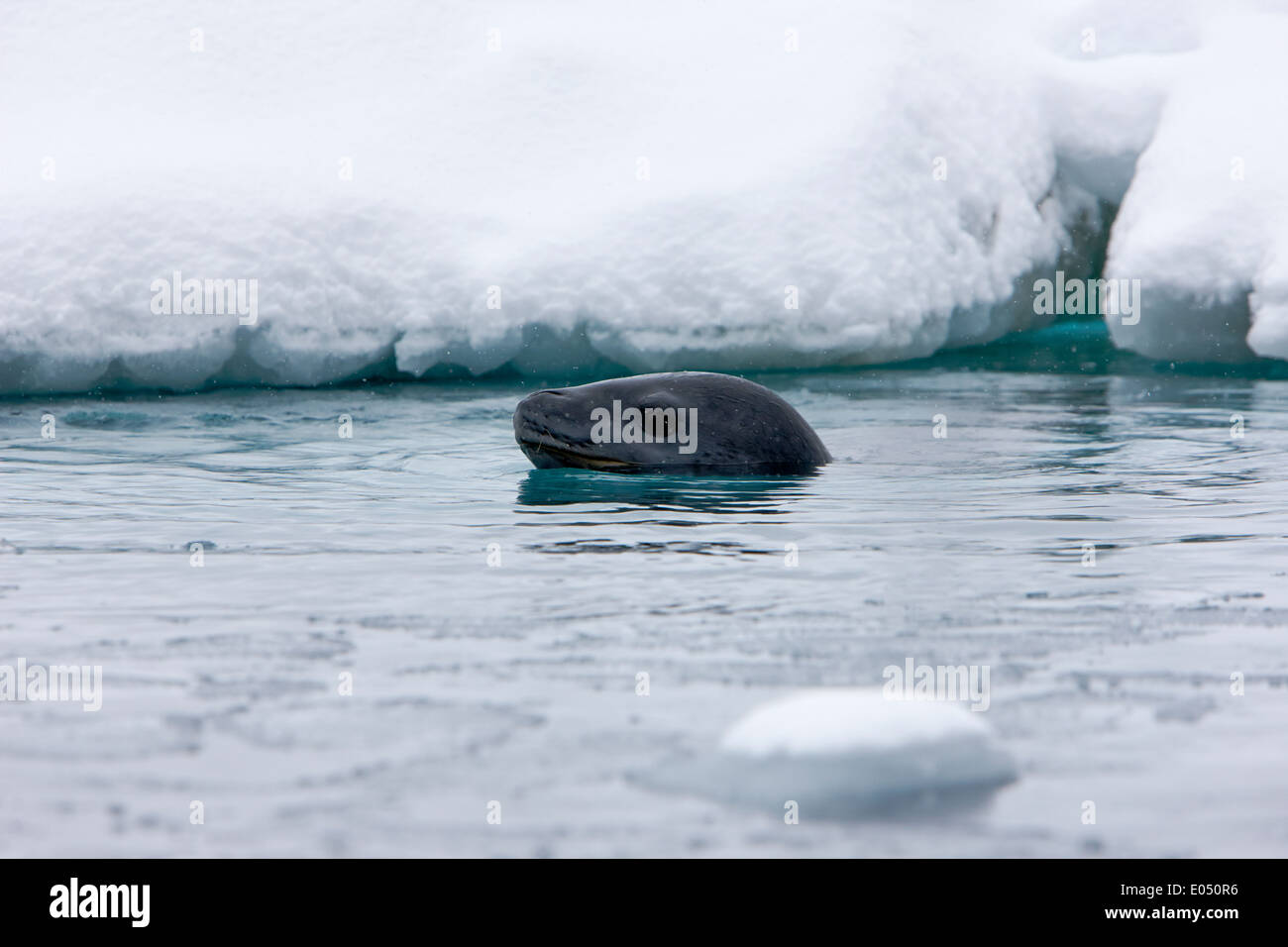 leopard seal hydrurga leptonyx swimming in Fournier Bay between pack ...