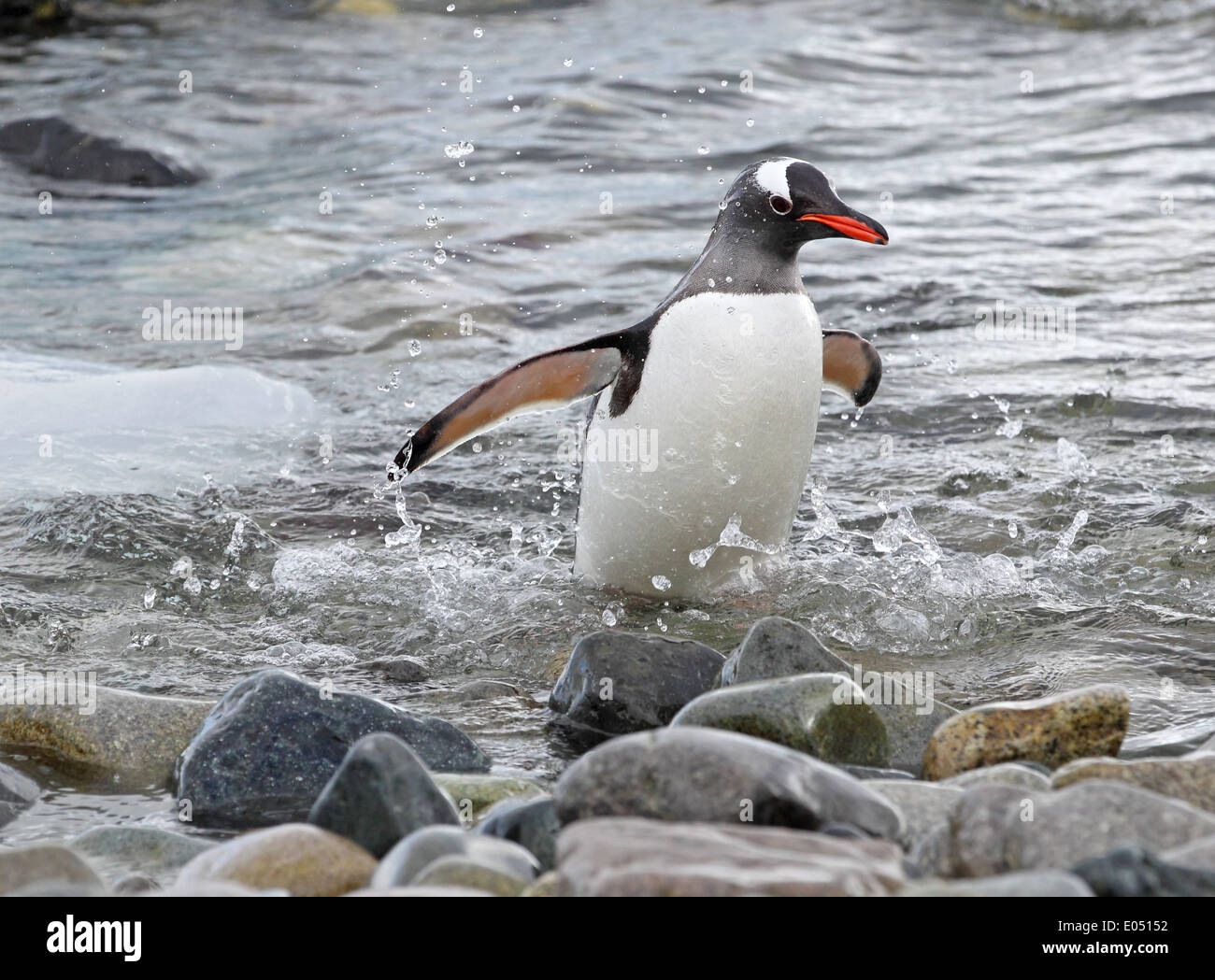 Papuapenguin hi-res stock photography and images - Alamy