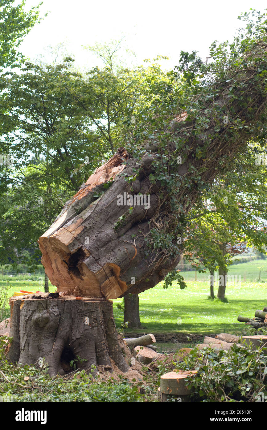 A diseased tree falling after being cut by workmen Stock Photo - Alamy