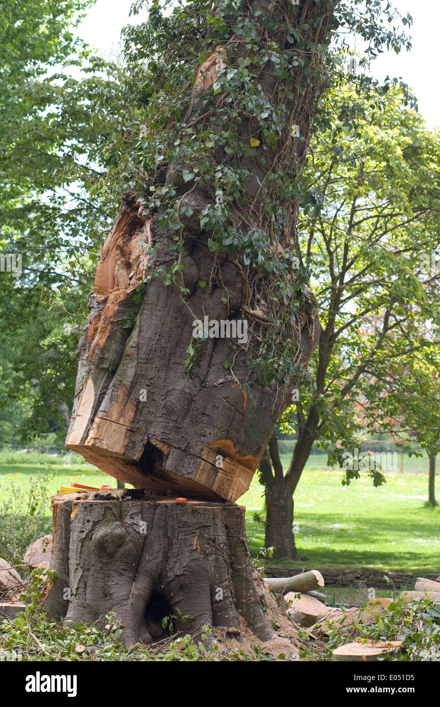 Diseased tree hi-res stock photography and images - Alamy