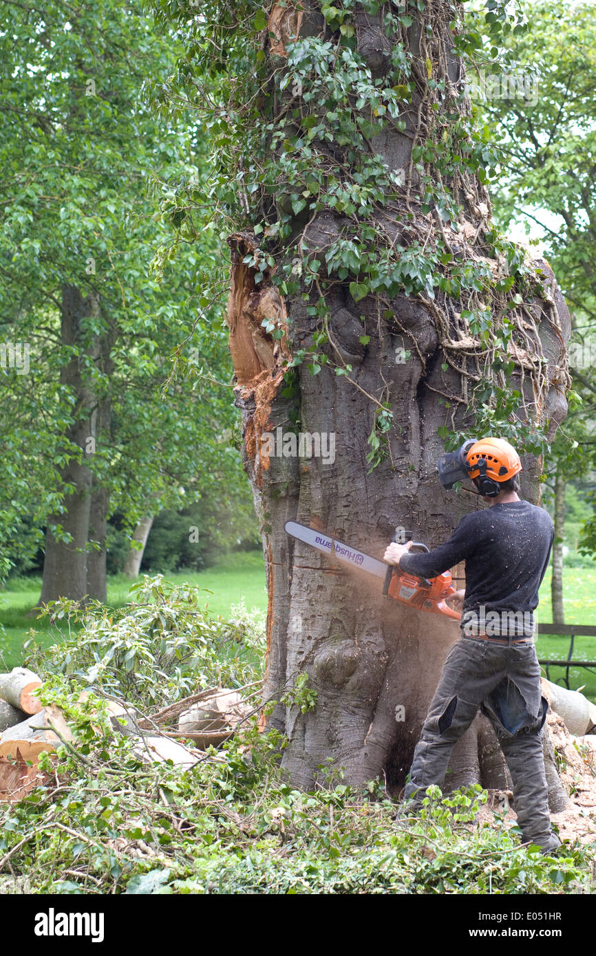 Workman using tree felling Equipment to cut down a diseased tree Stock ...