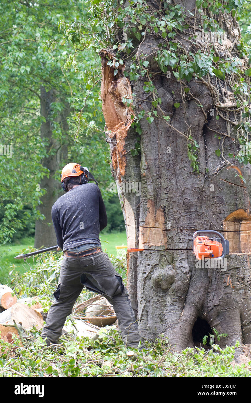 Workman using tree felling Equipment to cut down a diseased tree Stock ...