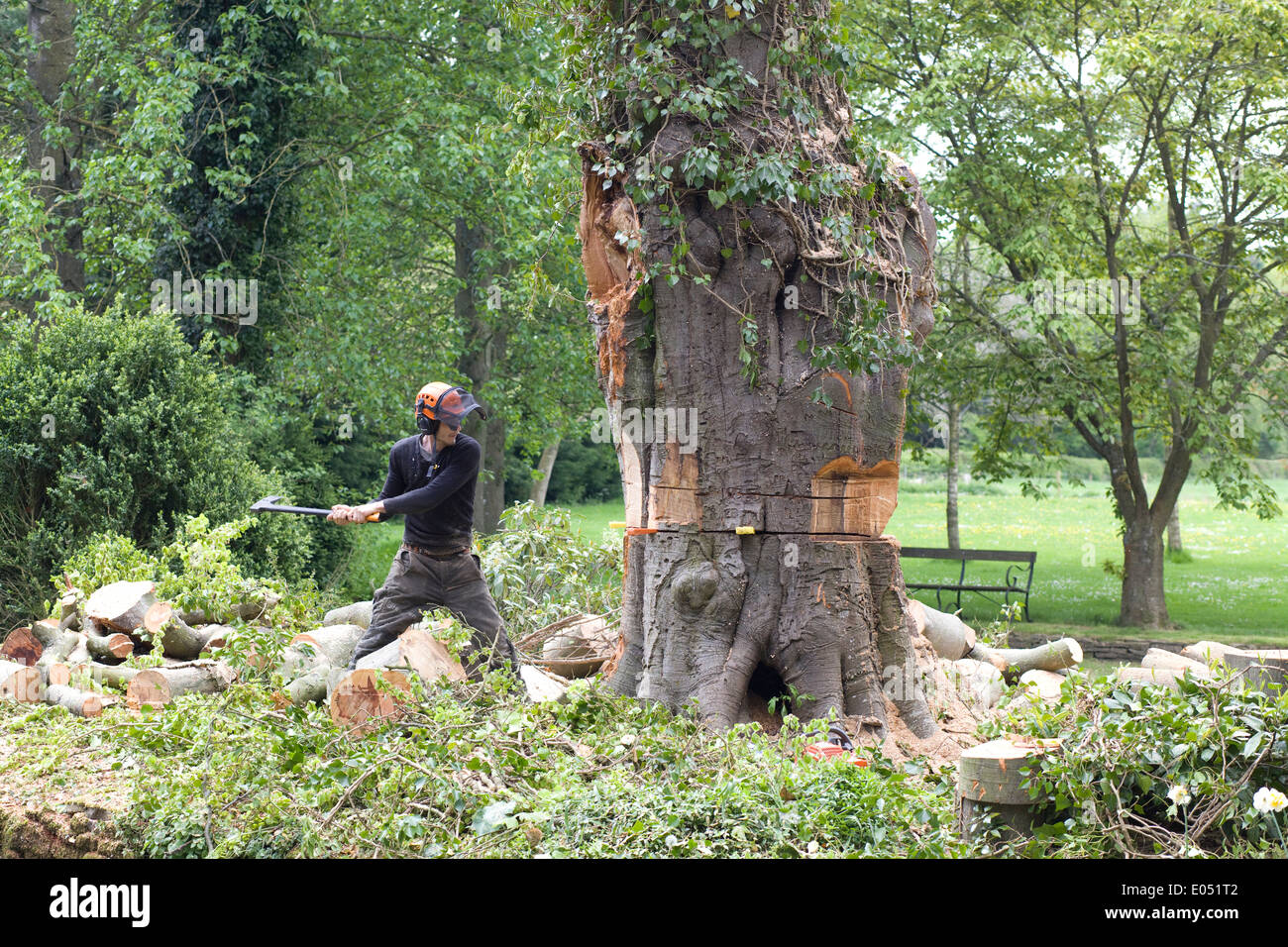 Workman using tree felling Equipment to cut down a diseased tree Stock ...