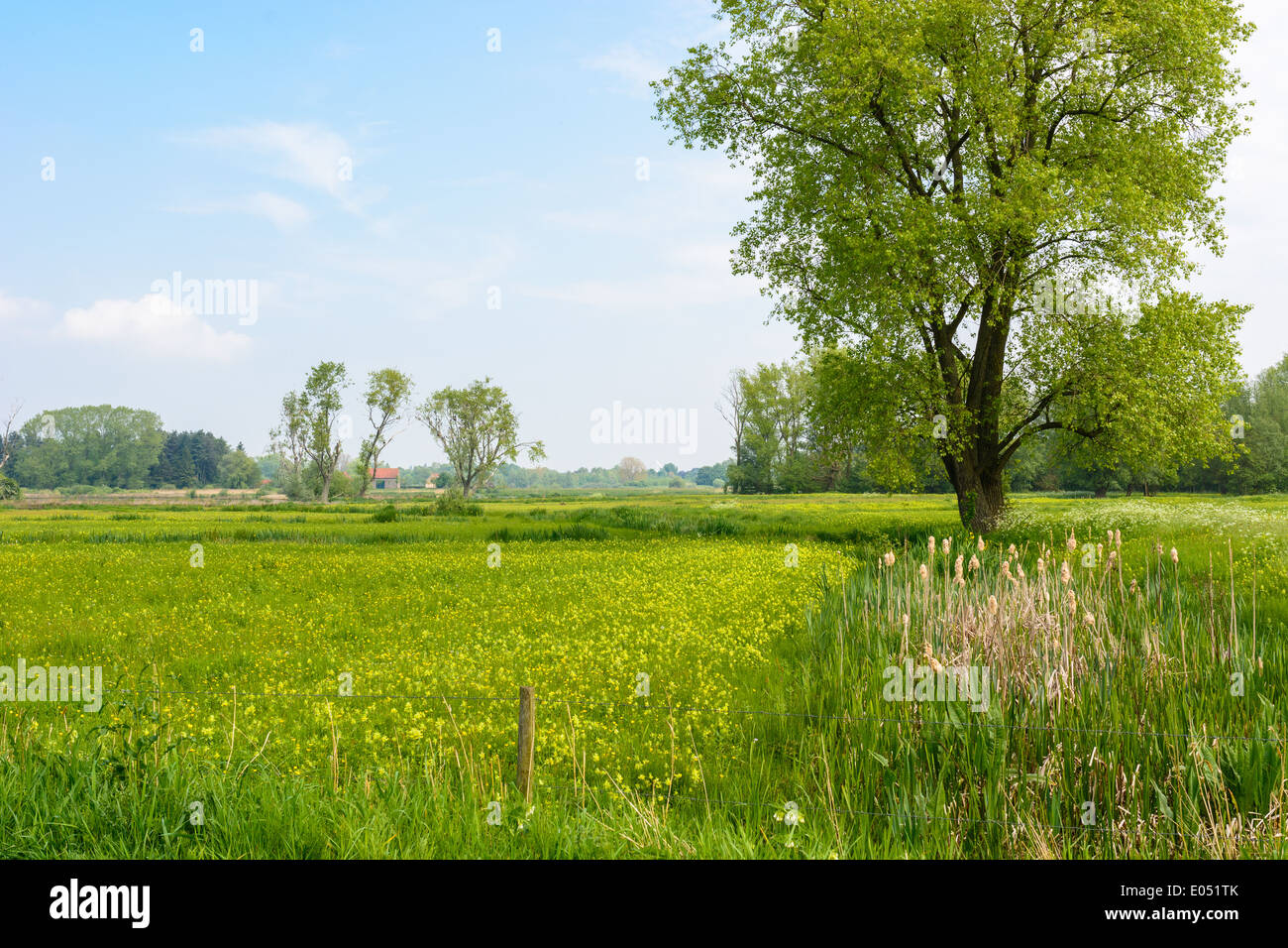 Belgium nature animal hi-res stock photography and images - Alamy