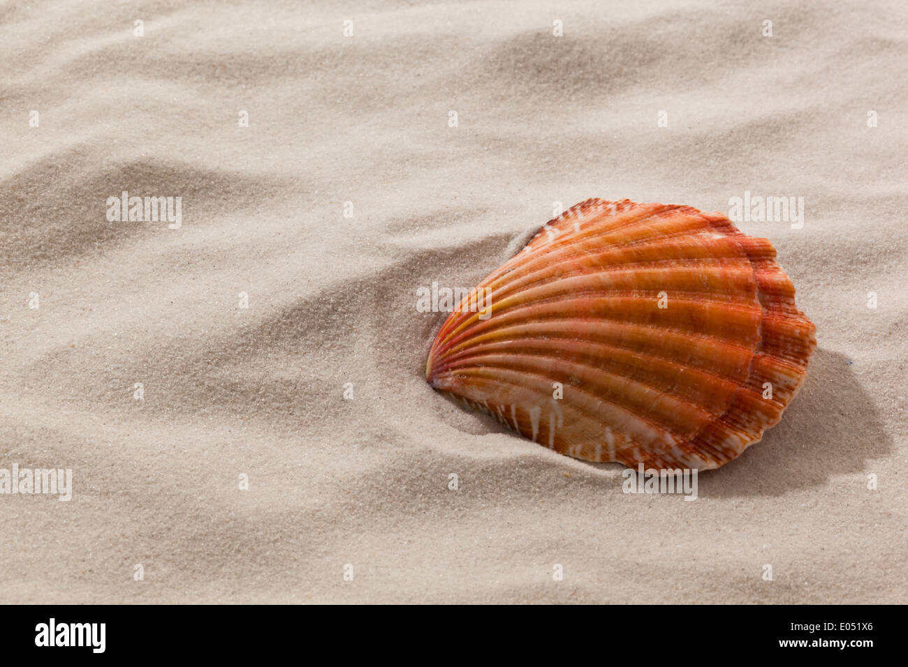 A mussel lies in the sand of a sandy beach. Longing for fair and rest ...