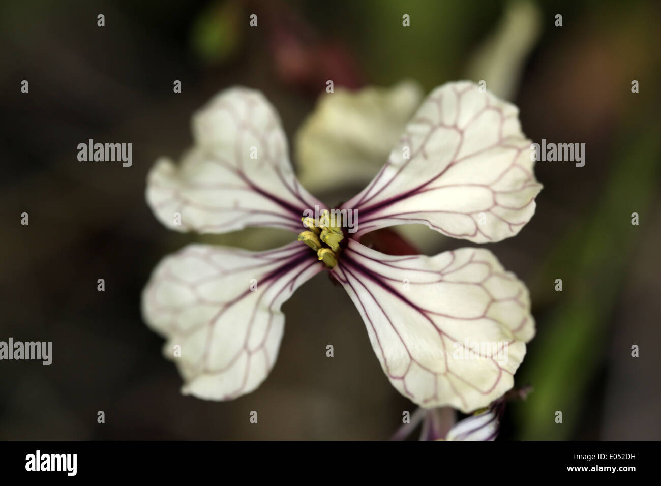 Eruca vesicaria subsp sativa hi-res stock photography and images - Alamy