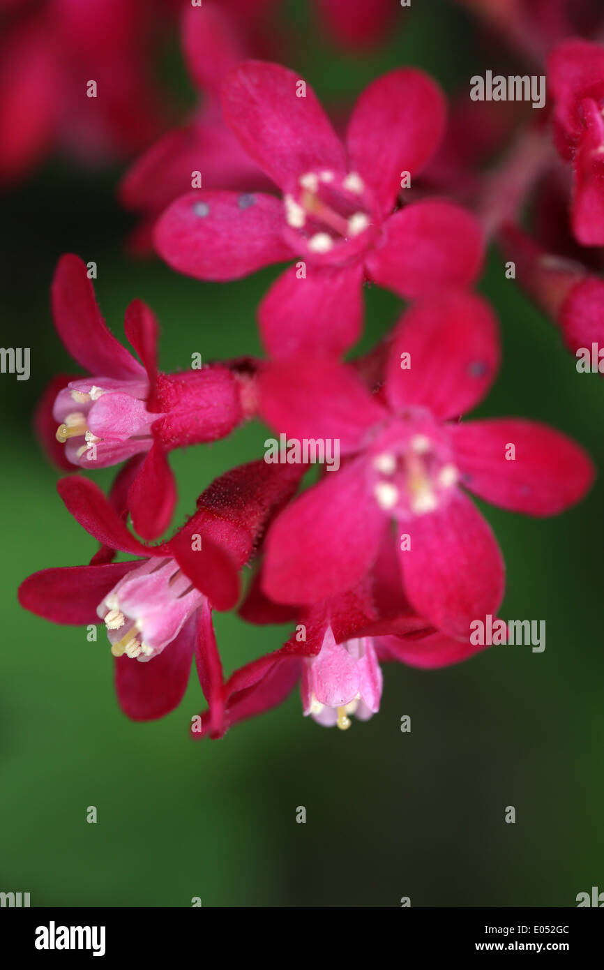 Raceme Of Flowers High Resolution Stock Photography and Images - Alamy