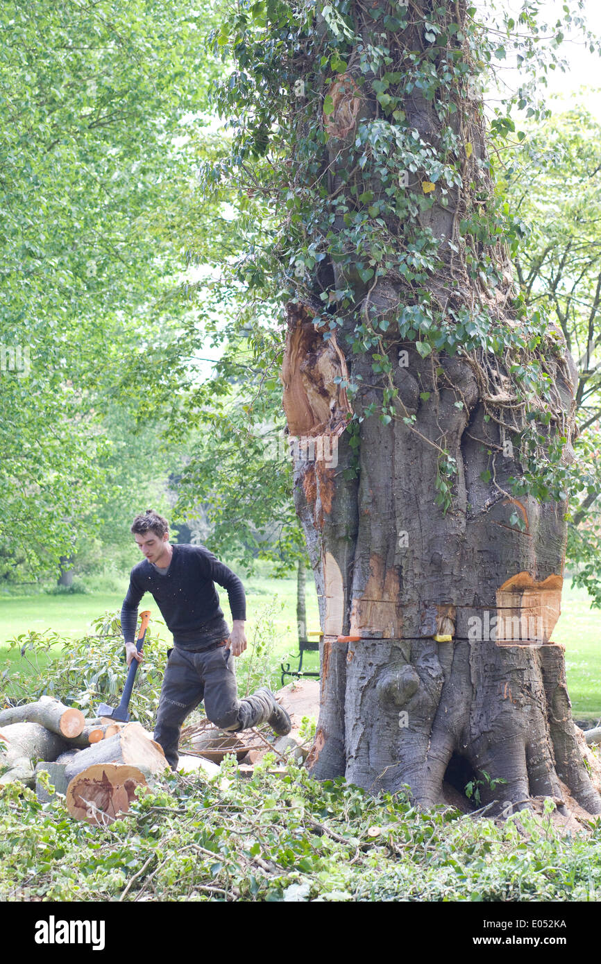 Workman using tree felling Equipment to cut down a diseased tree Stock ...