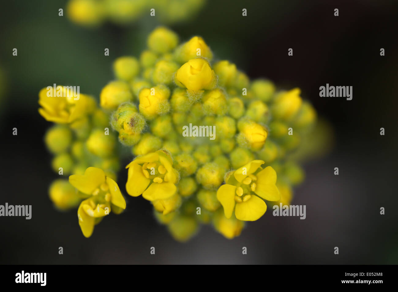Brassicacea hi-res stock photography and images - Alamy