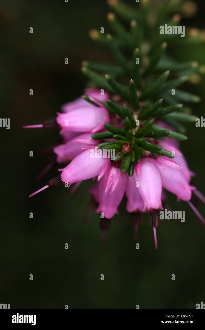 Cross Leaved Heath Erica Tetralix Ericaceae High Resolution Stock ...
