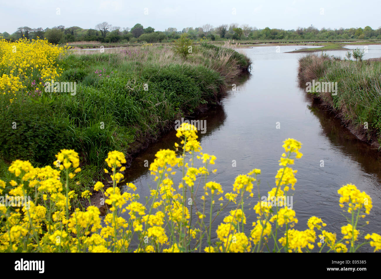 Middleton Lakes RSPB reserve, Warwickshire, England, UK Stock Photo - Alamy
