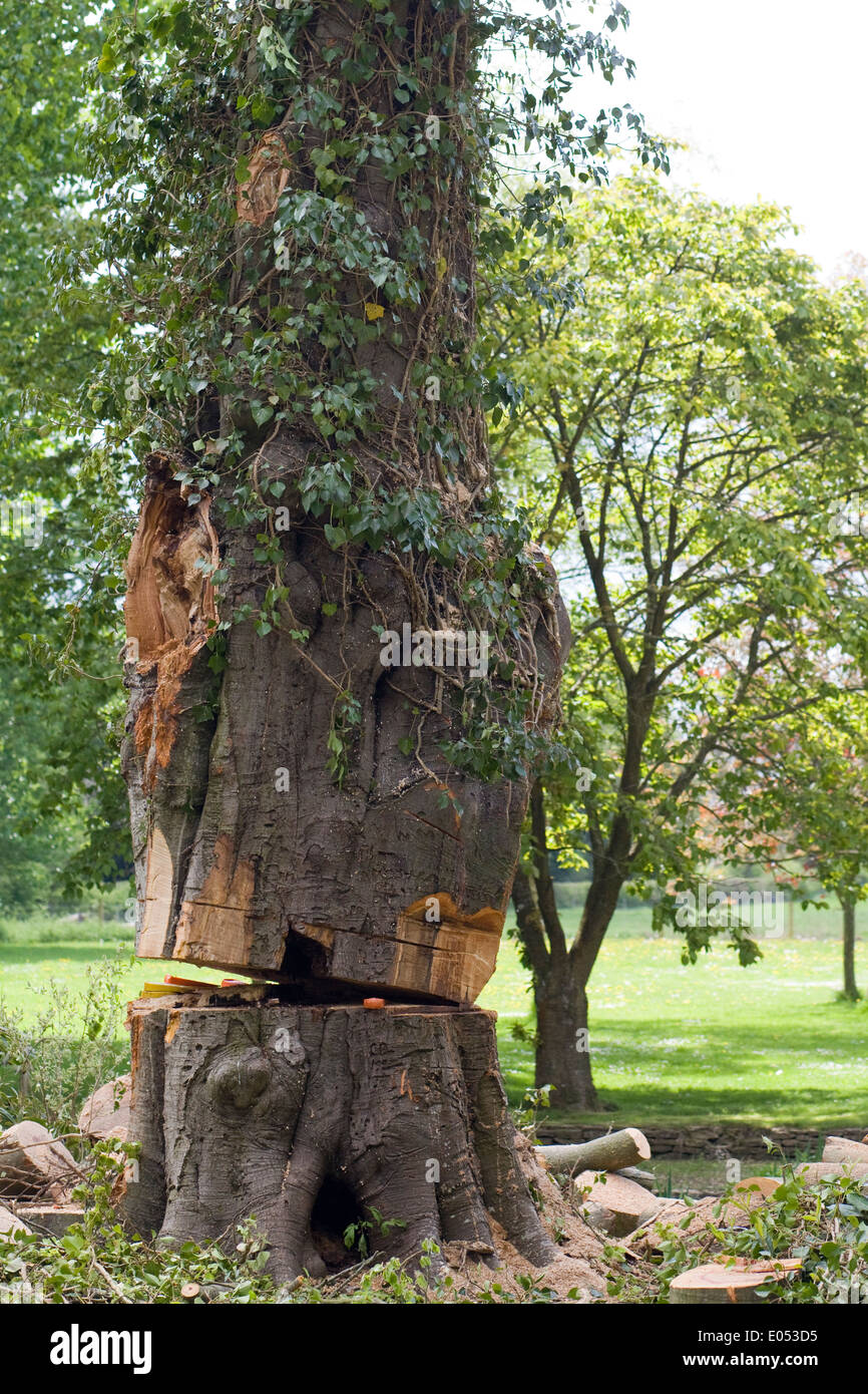 Diseased tree hi-res stock photography and images - Alamy