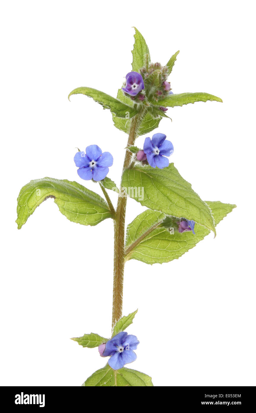 Flowers and foliage of a green alkanet plant isolated against white ...