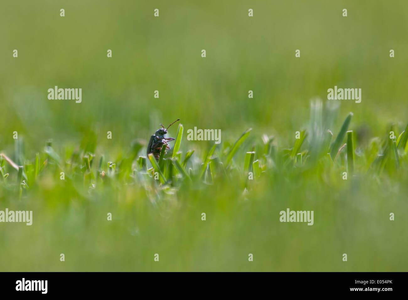 Insect climbing hi-res stock photography and images - Alamy