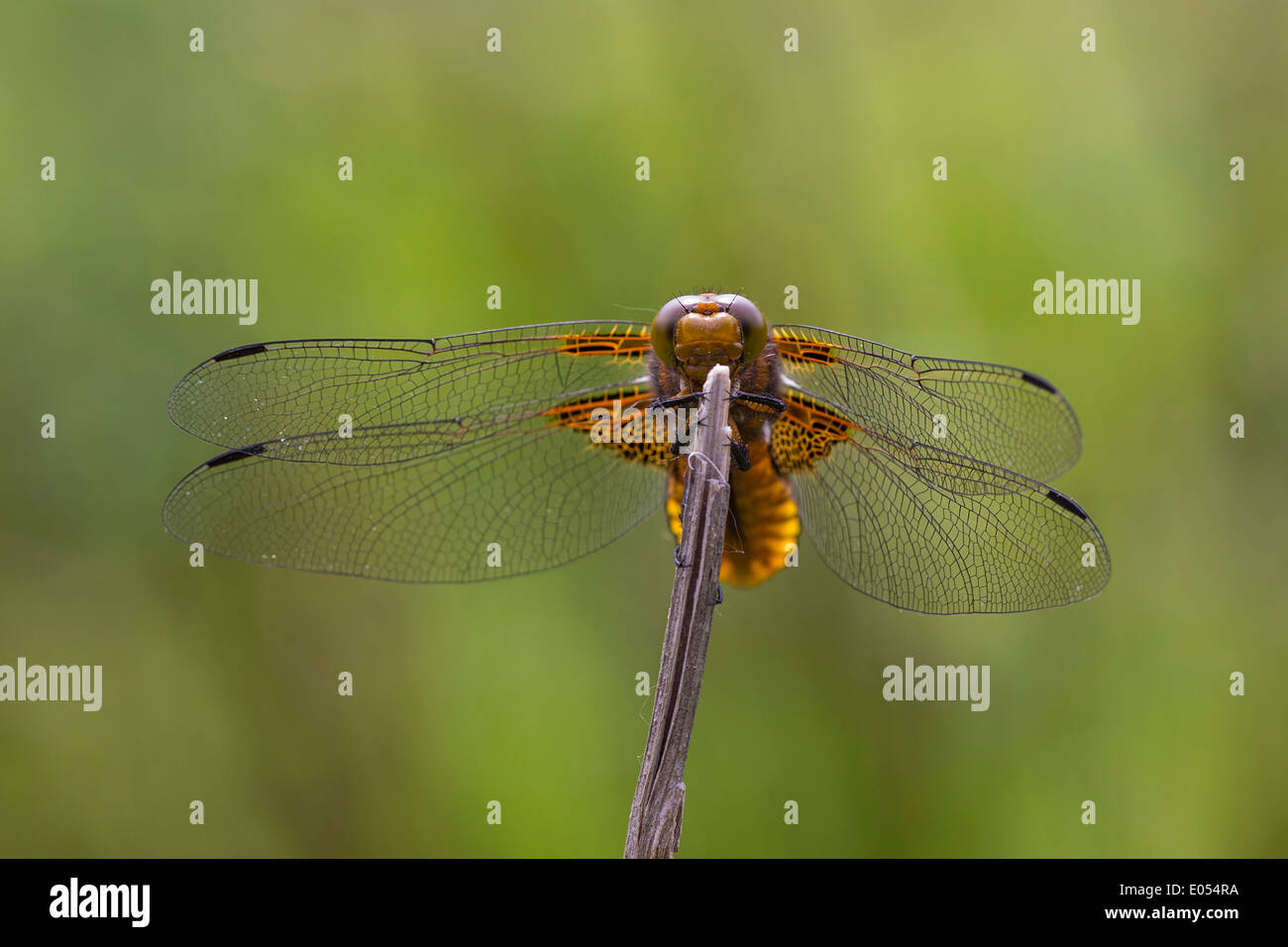 Closeup of a Broad-bodied Chaser dragonfly Stock Photo - Alamy